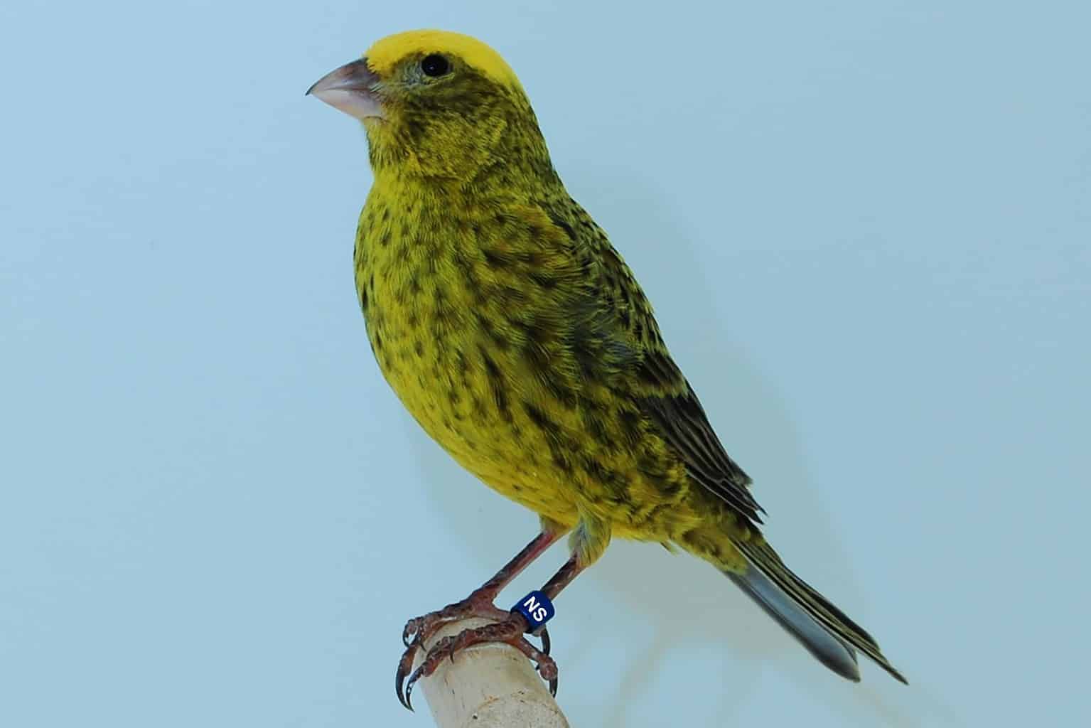 Canary Colors: Most Common to Rarest - A-Z Animals