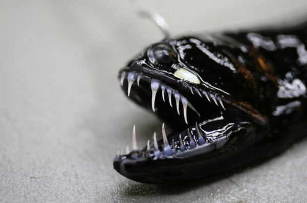 Camouflage Masters: How Dragonfish Remain Invisible in the Ocean Depths ...