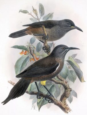 The Heartbreaking Last Song of the Now-Extinct Kauaʻi ʻŌʻō Bird - A-Z ...