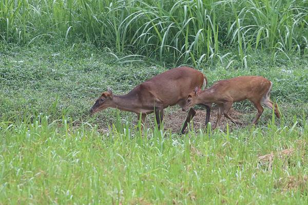 10 Fascinating Facts About Muntjacs - A-Z Animals