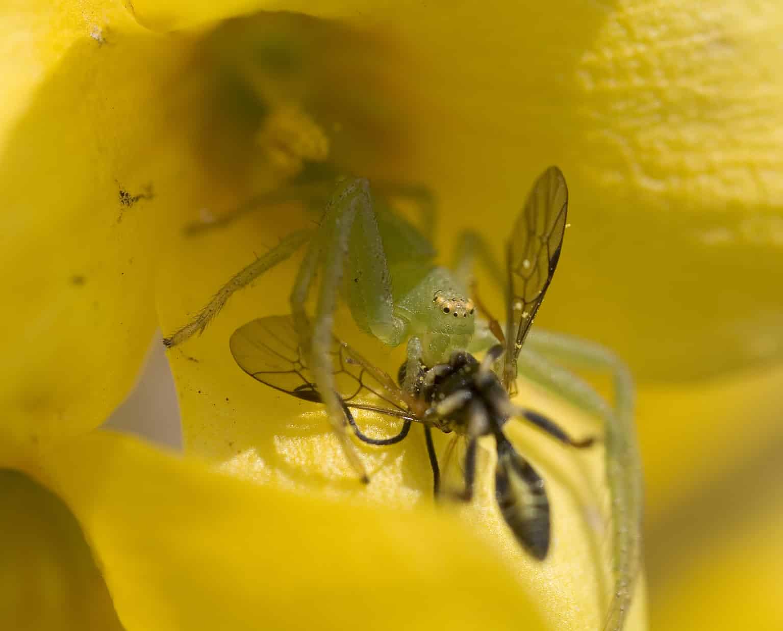 Why Do Spiders Even Exist? Discover Their Purpose in the Environment ...