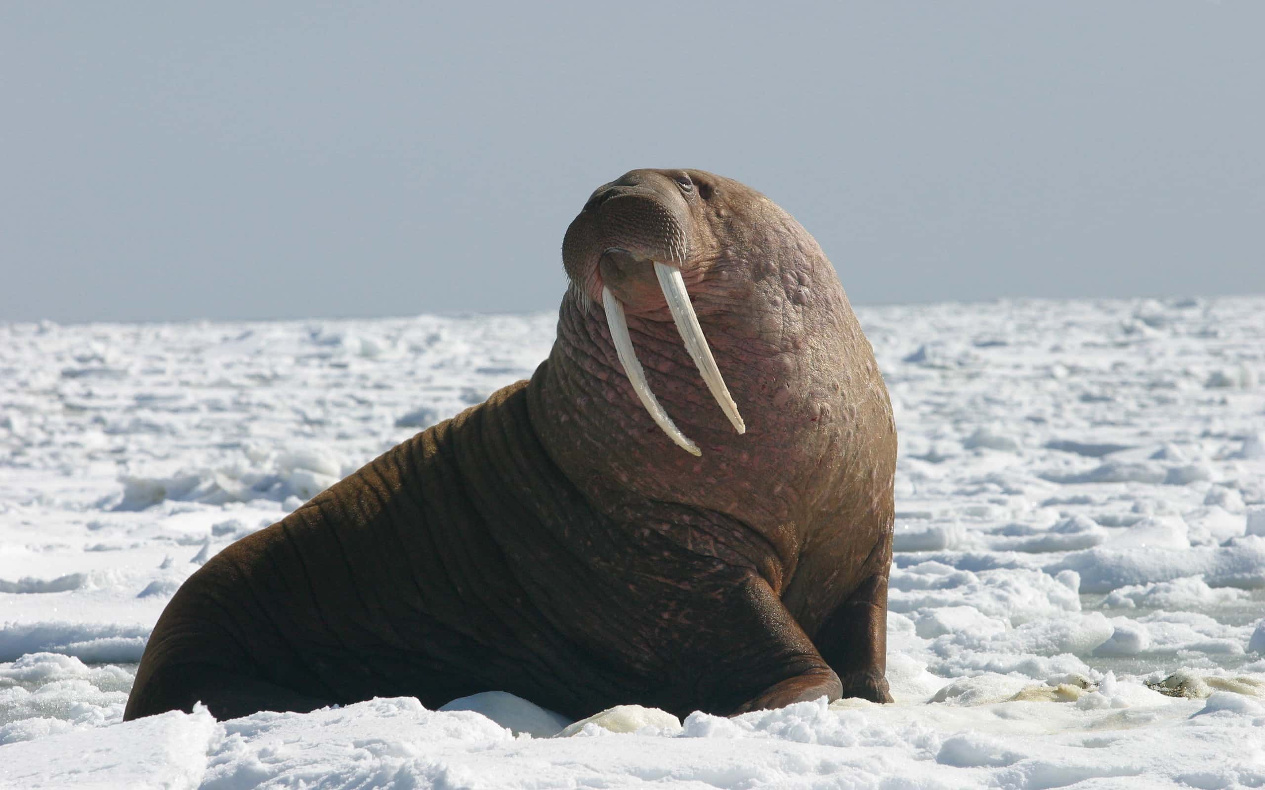 Walrus Tusks How Long Do They Really Get A Z Animals