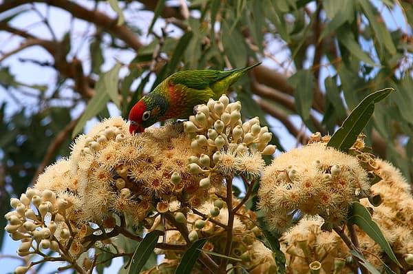 Discover 19 Incredible Birds That Start With V - A-Z Animals