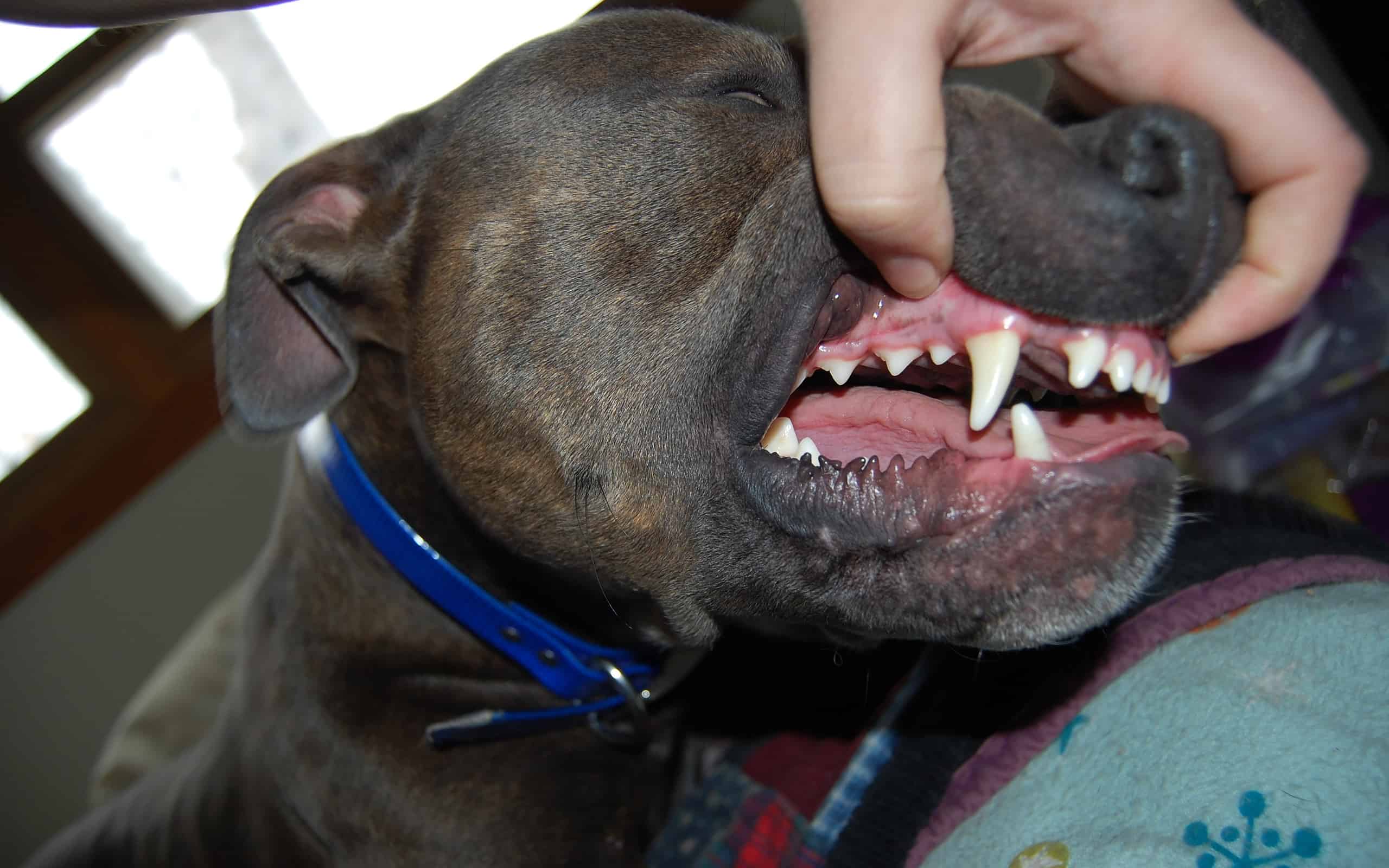 American Pitbull Terrier Teeth