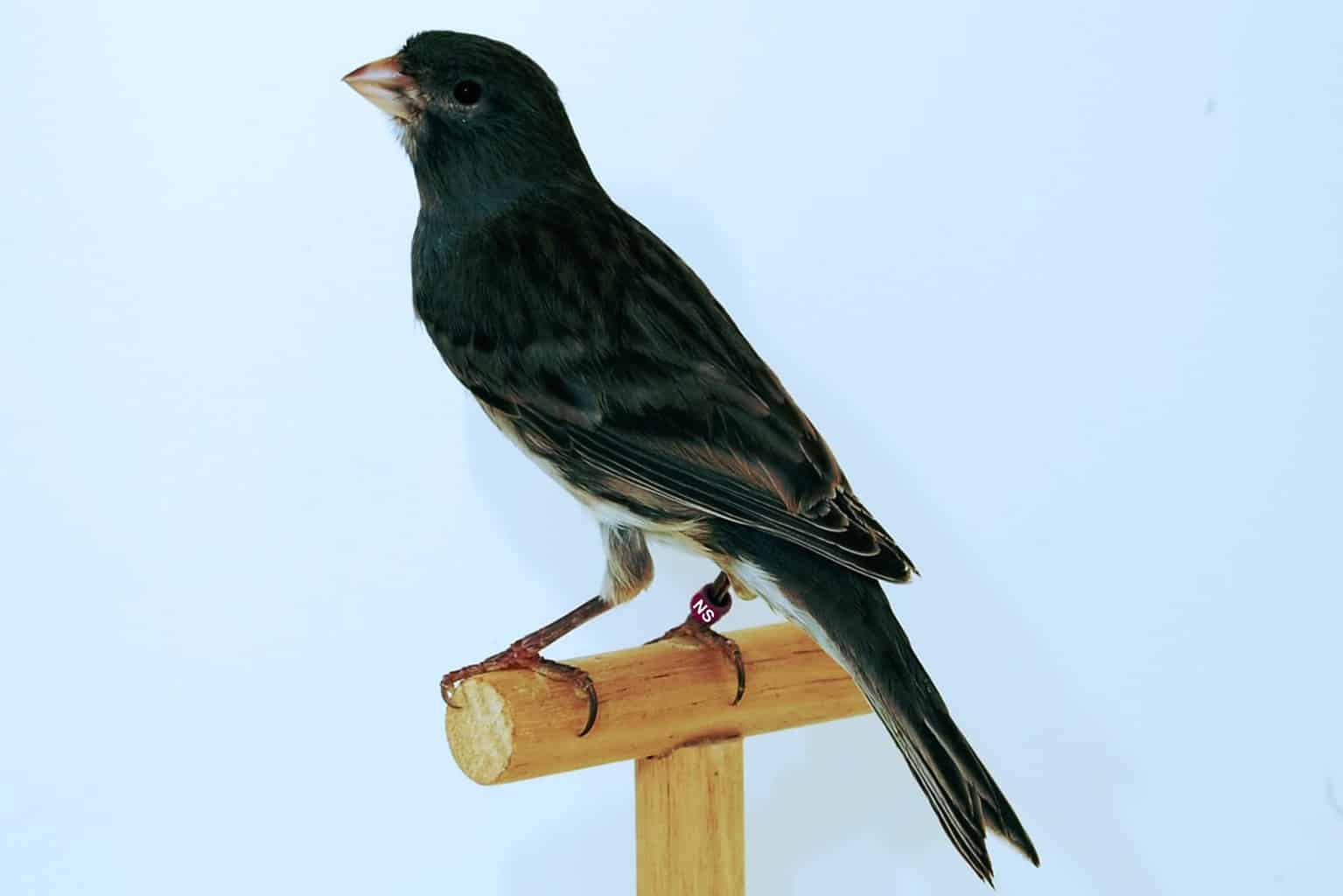 Canary Colors: Most Common to Rarest - A-Z Animals