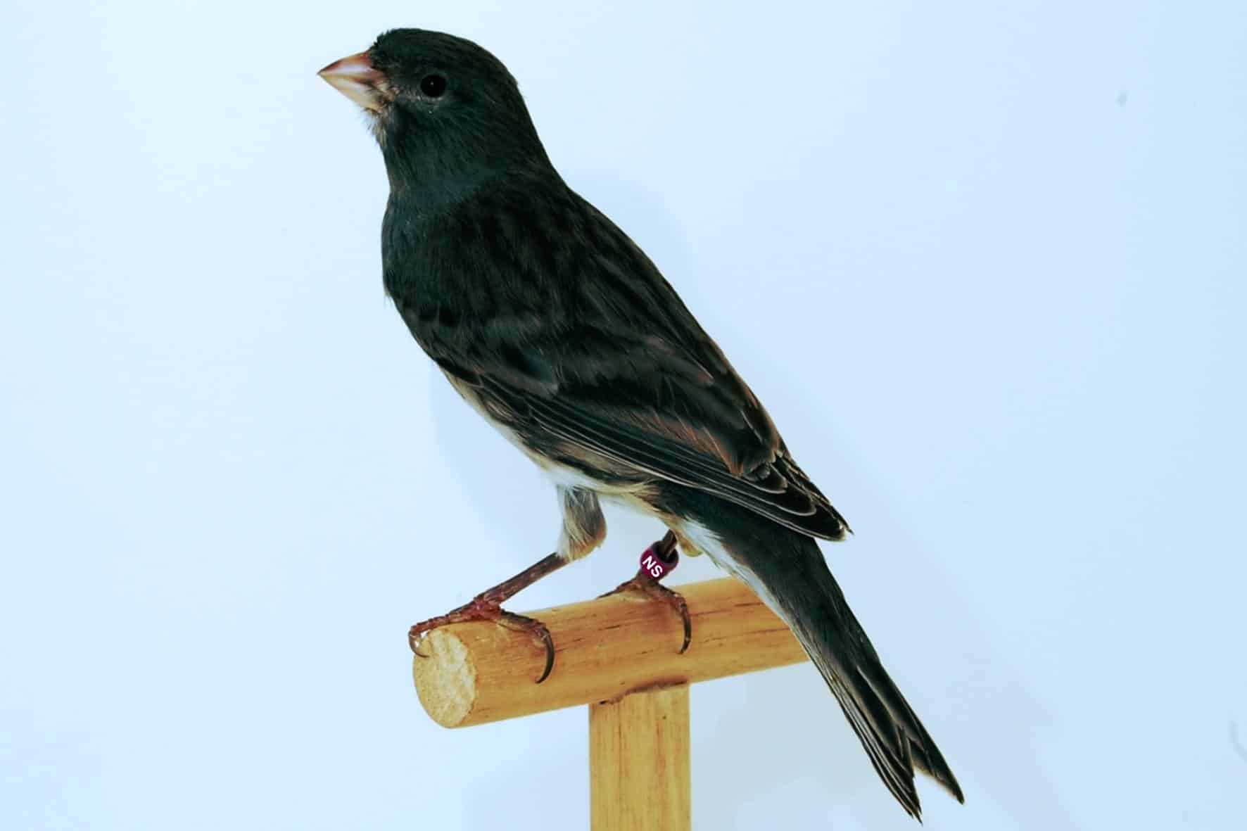 Canary Colors: Most Common to Rarest - A-Z Animals