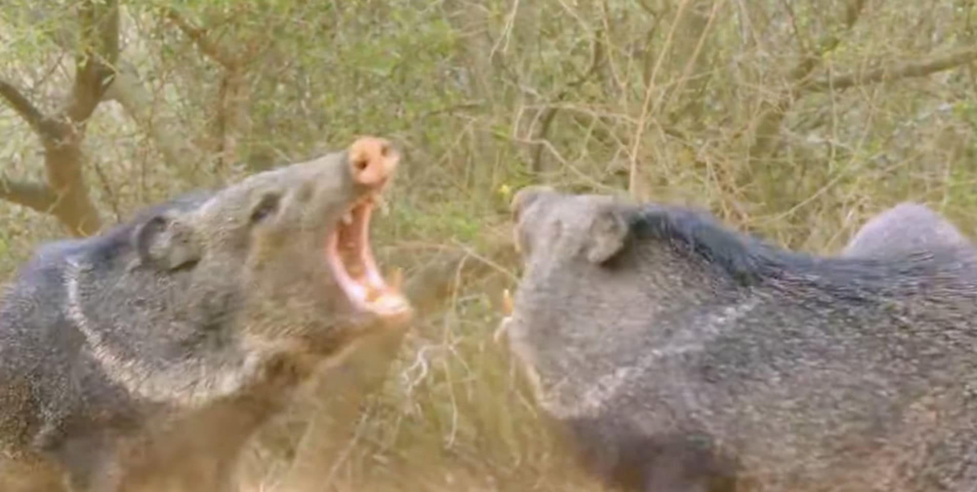 Meet the Javelina, a Rare Tusked Boar-Like Creature That Even Cougars ...