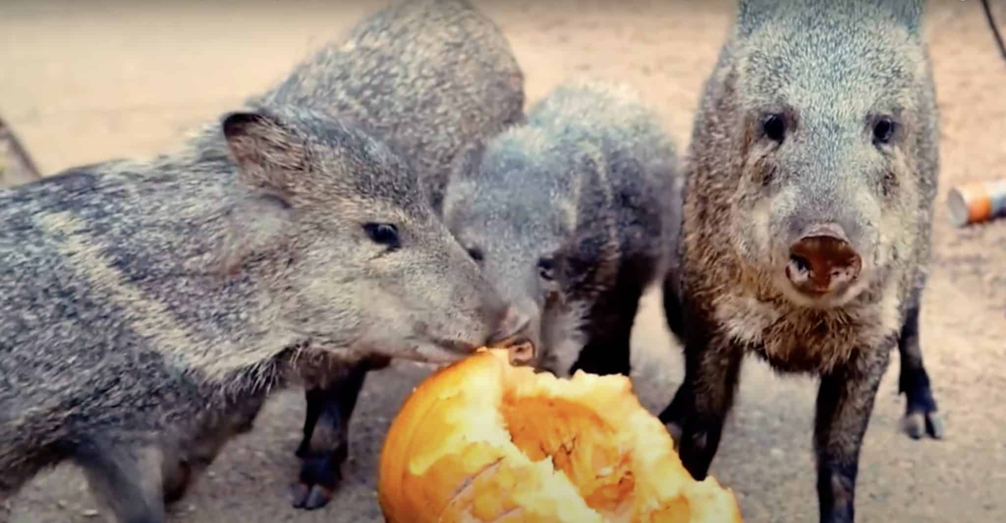 Meet the Javelina, a Rare Tusked Boar-Like Creature That Even Cougars ...