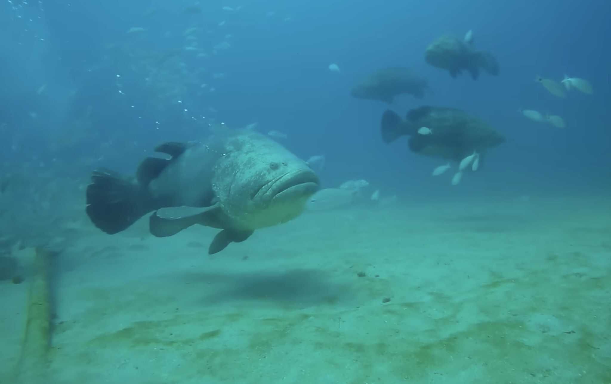 This Gigantic Goliath Grouper Tries to Swallow a Diver's Whole Head in ...