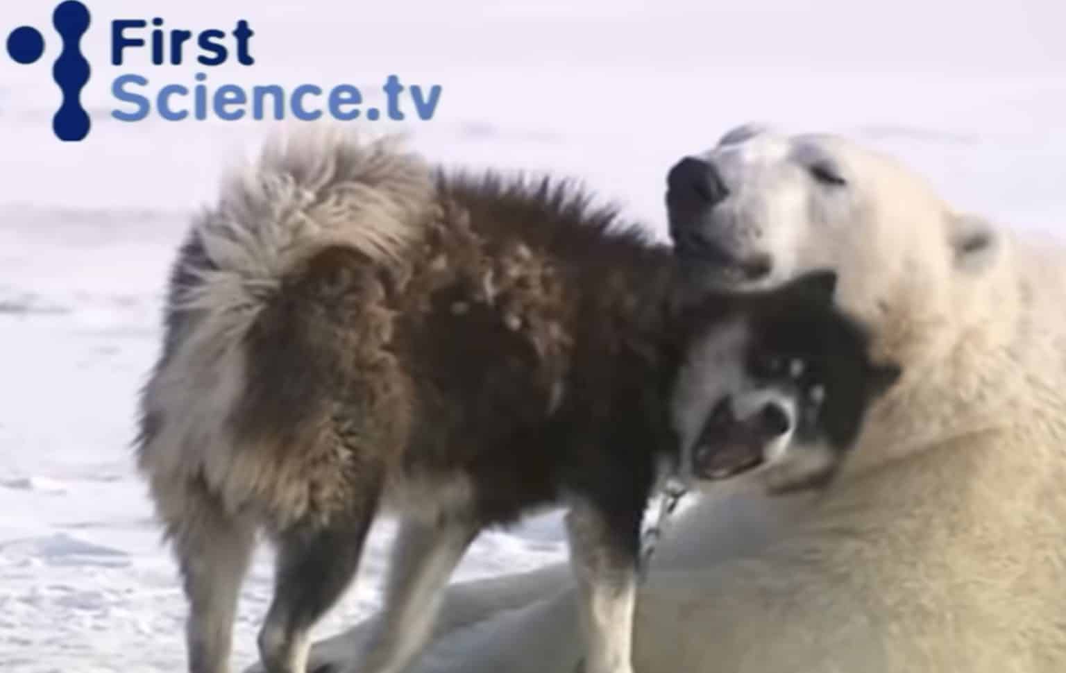 Gigantic Polar Bears Play with Sled Dogs in a Nerve-wracking Friendship ...