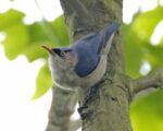 Discover 19 Incredible Birds That Start With V - A-Z Animals