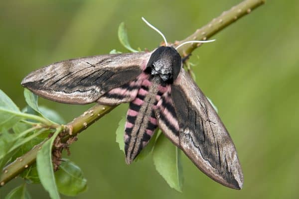 Watch Out for These Top 10 Largest Flying Insects in England - A-Z Animals