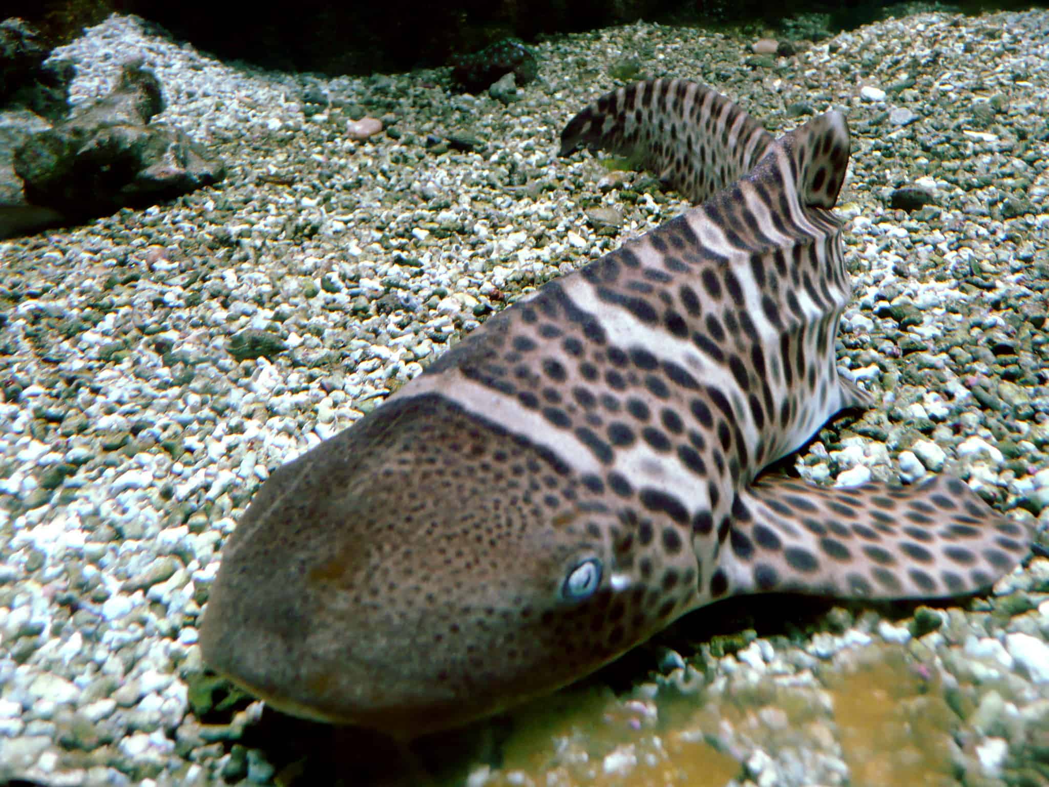 Return to the Reef: Thailand Reintroduces Endangered Leopard Sharks to ...