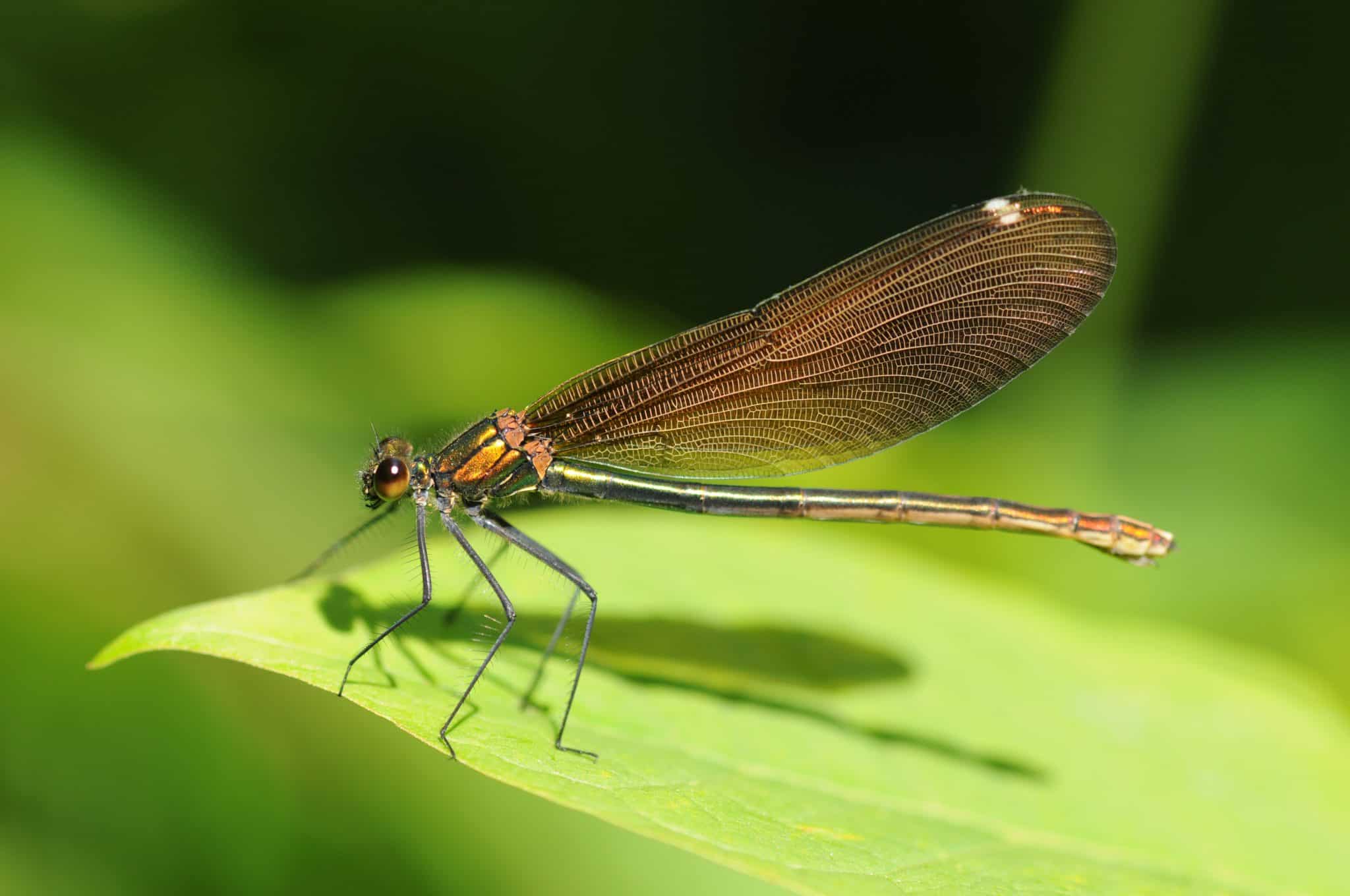 Watch Out for These Top 10 Largest Flying Insects in England - A-Z Animals