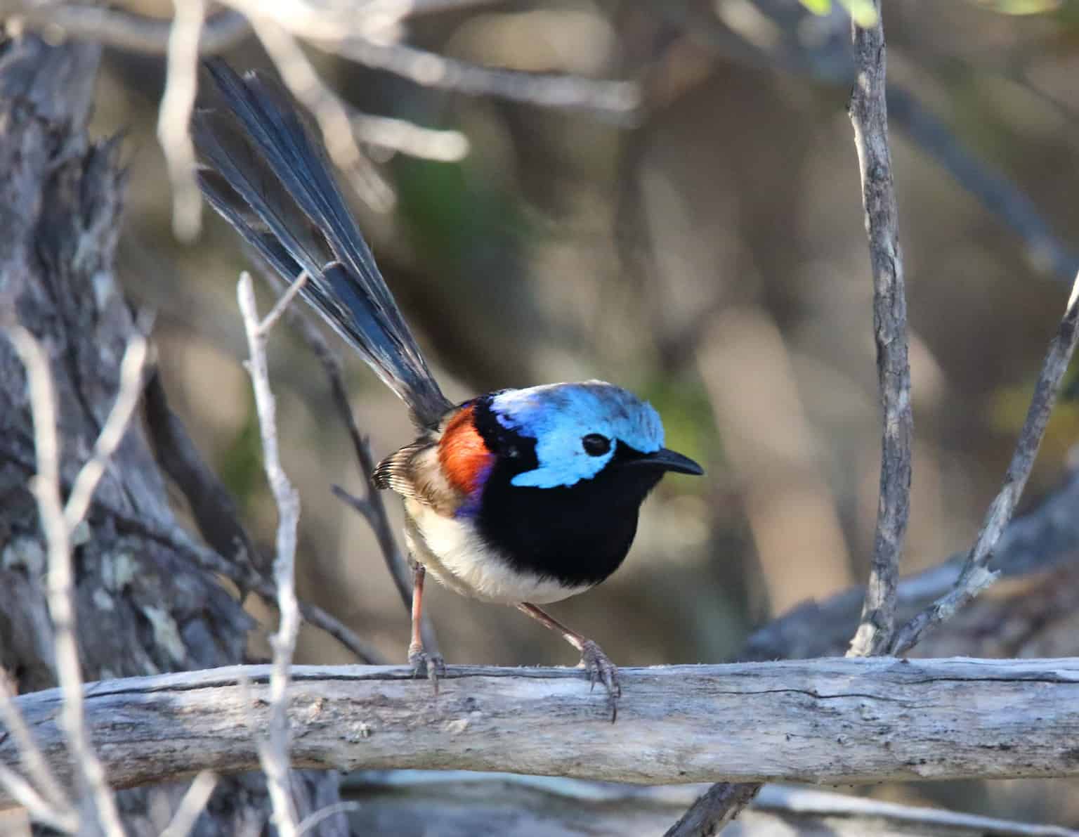 Discover 19 Incredible Birds That Start With V - A-Z Animals