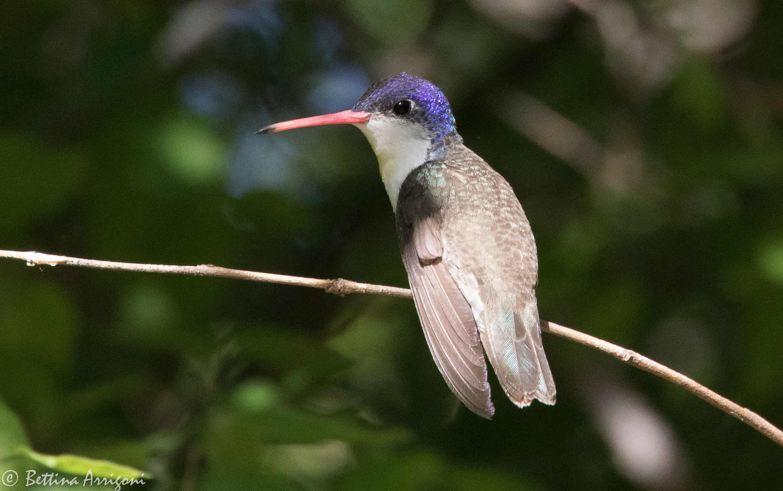 Discover When Hummingbirds Leave Oregon - A-Z Animals