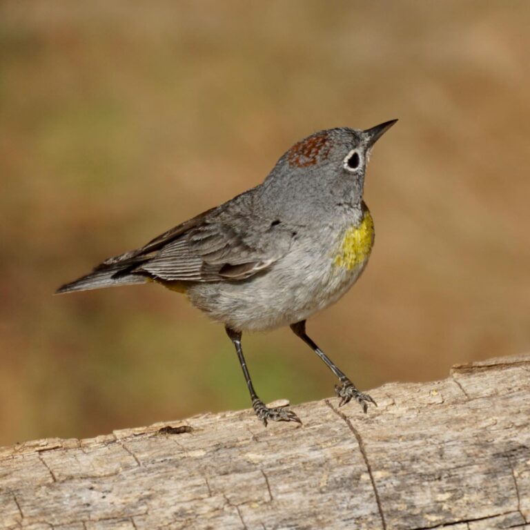 Discover 19 Incredible Birds That Start With V - A-Z Animals