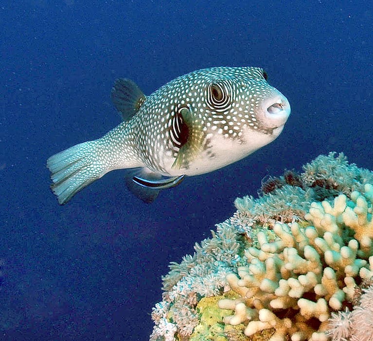 10 Essential Facts About Pufferfish - A-Z Animals