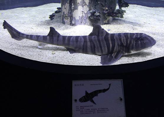 Explore 50+ Fish That Start with Z (Common Names) - A-Z Animals