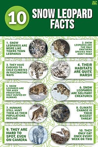10 Key Facts About Snow Leopards - A-Z Animals