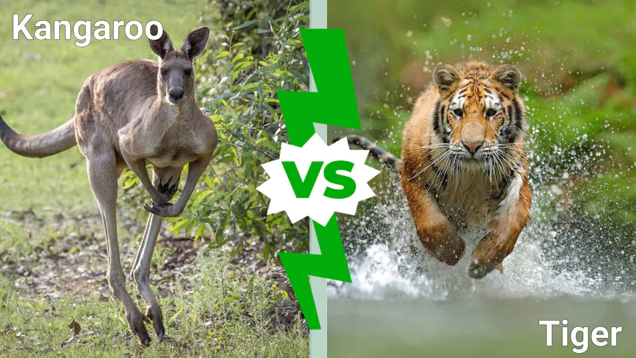 Epic Battles: Does a Kangaroo Stand a Chance Against a Tiger in a Fight ...