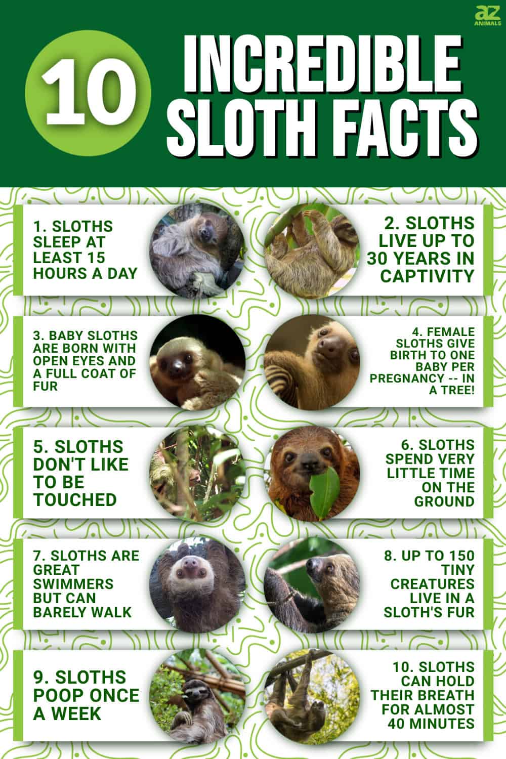 10 Interesting Facts About Sloths - A-Z Animals