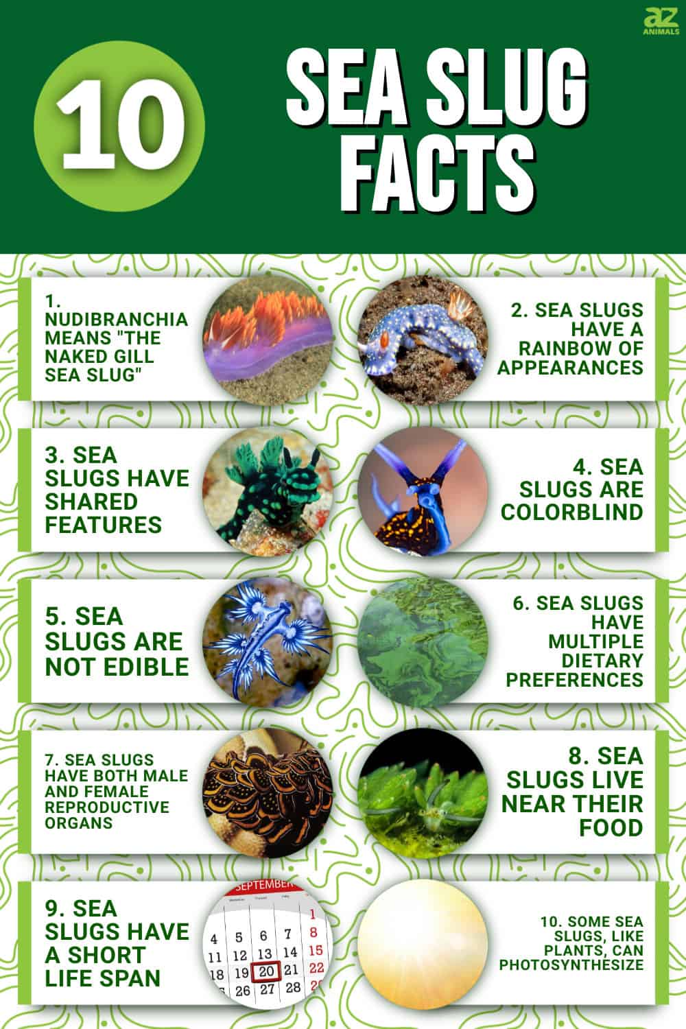 10 Notable Facts About Sea Slugs - A-Z Animals