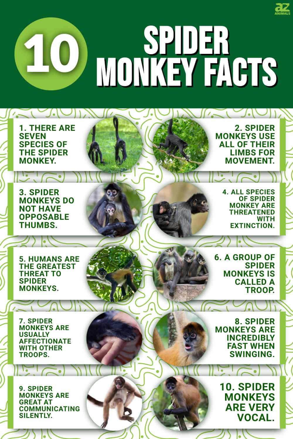 10 Key Facts About Spider Monkeys - A-Z Animals