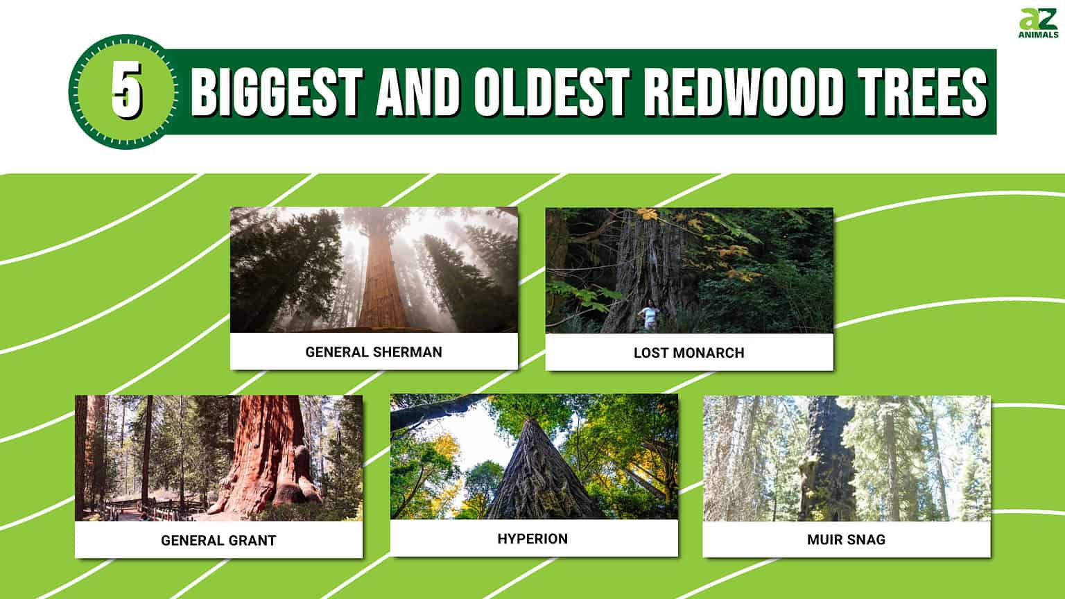 The 5 Biggest and Oldest Redwood Trees - A-Z Animals