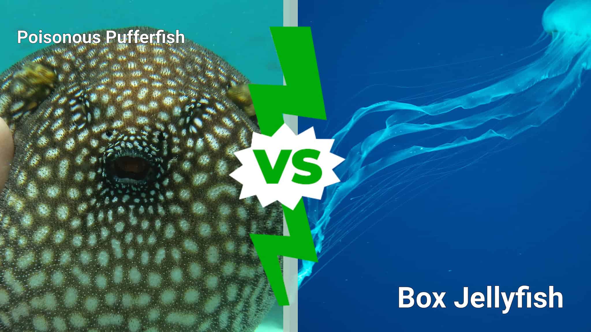 Poisonous Pufferfish vs. Box Jellyfish: Which Deep Sea Creature Would ...