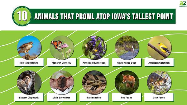 Discover 10 Animals That Prowl Atop Hawkeye Point, Iowa's Highest Point ...