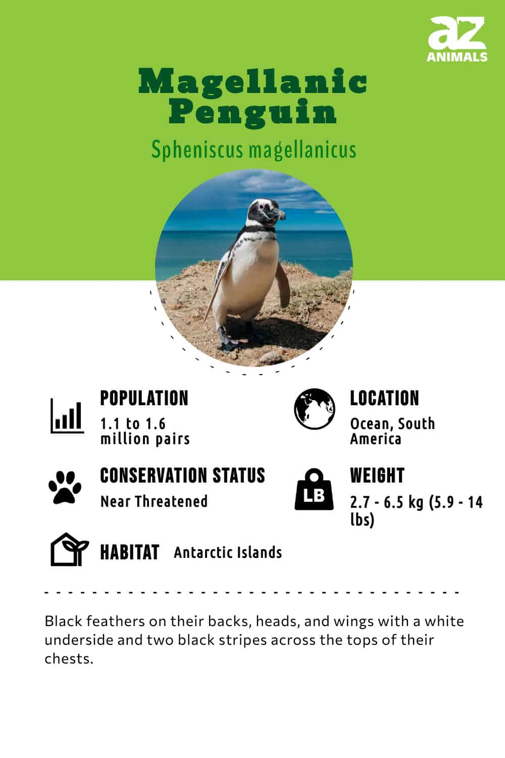 Magellanic Penguin Bird Facts - Spheniscus magellanicus - A-Z Animals