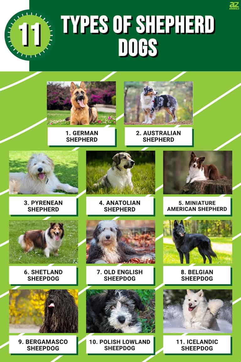 11 Types of Shepherd Dogs - A-Z Animals