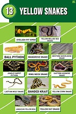 13 Yellow Snakes - Are Any Venomous? - A-Z Animals