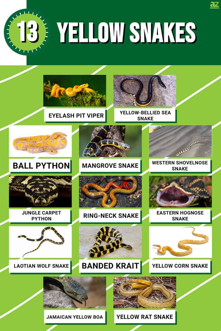 13 Yellow Snakes - Are Any Venomous? - A-Z Animals