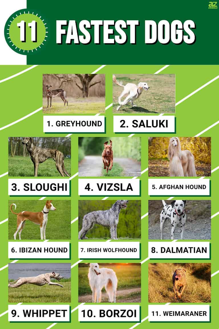 Top 11 Fastest Dogs - A-Z Animals