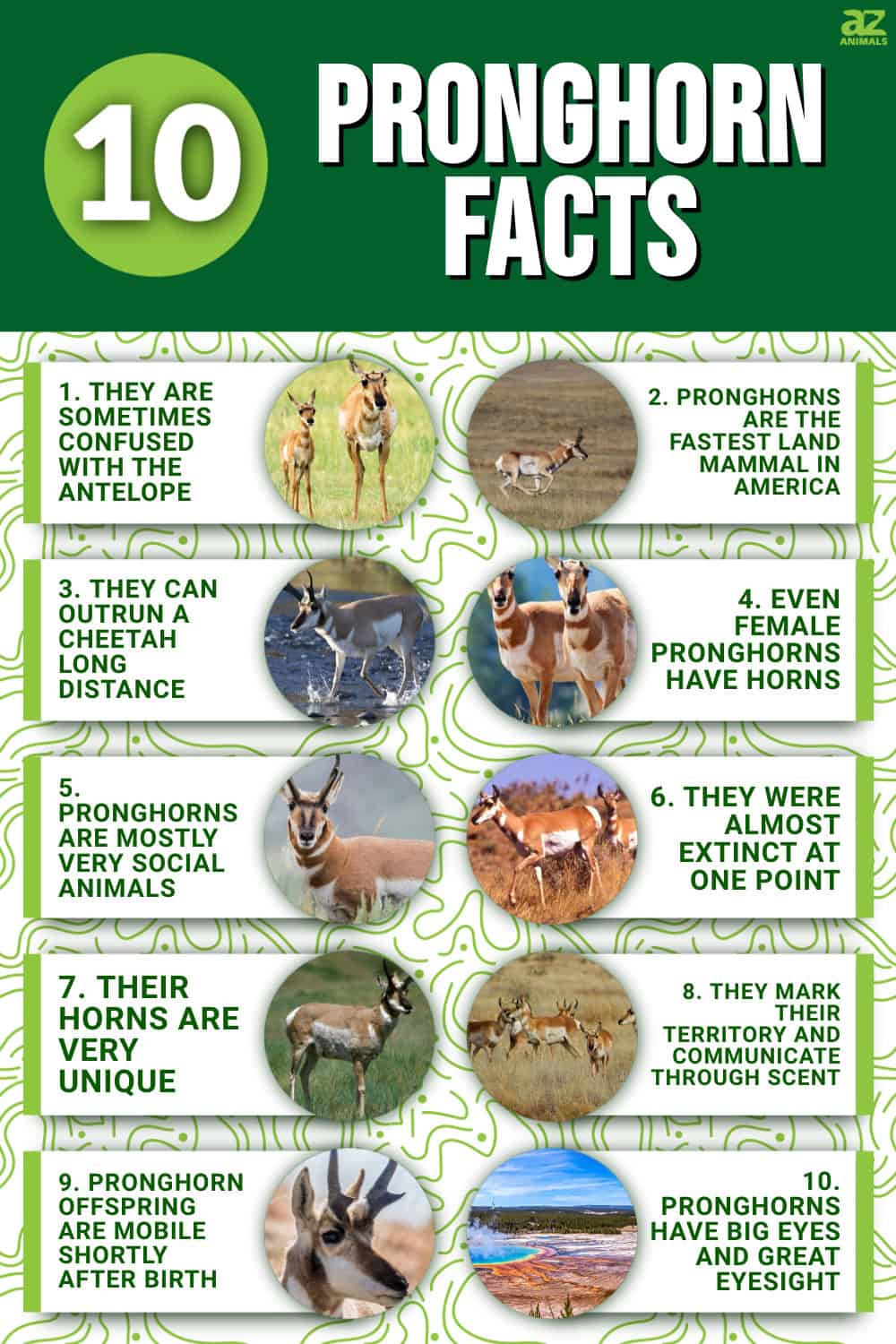 10 Notable Facts About Pronghorns A Z Animals