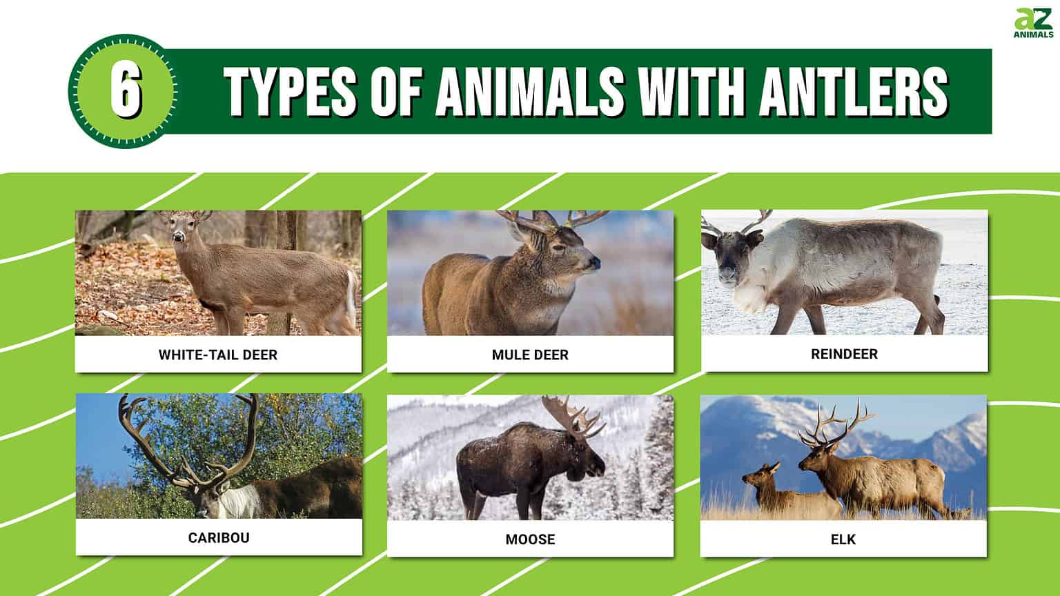 Surprising Facts About Antlers and the Animals That Grow Them - A-Z Animals
