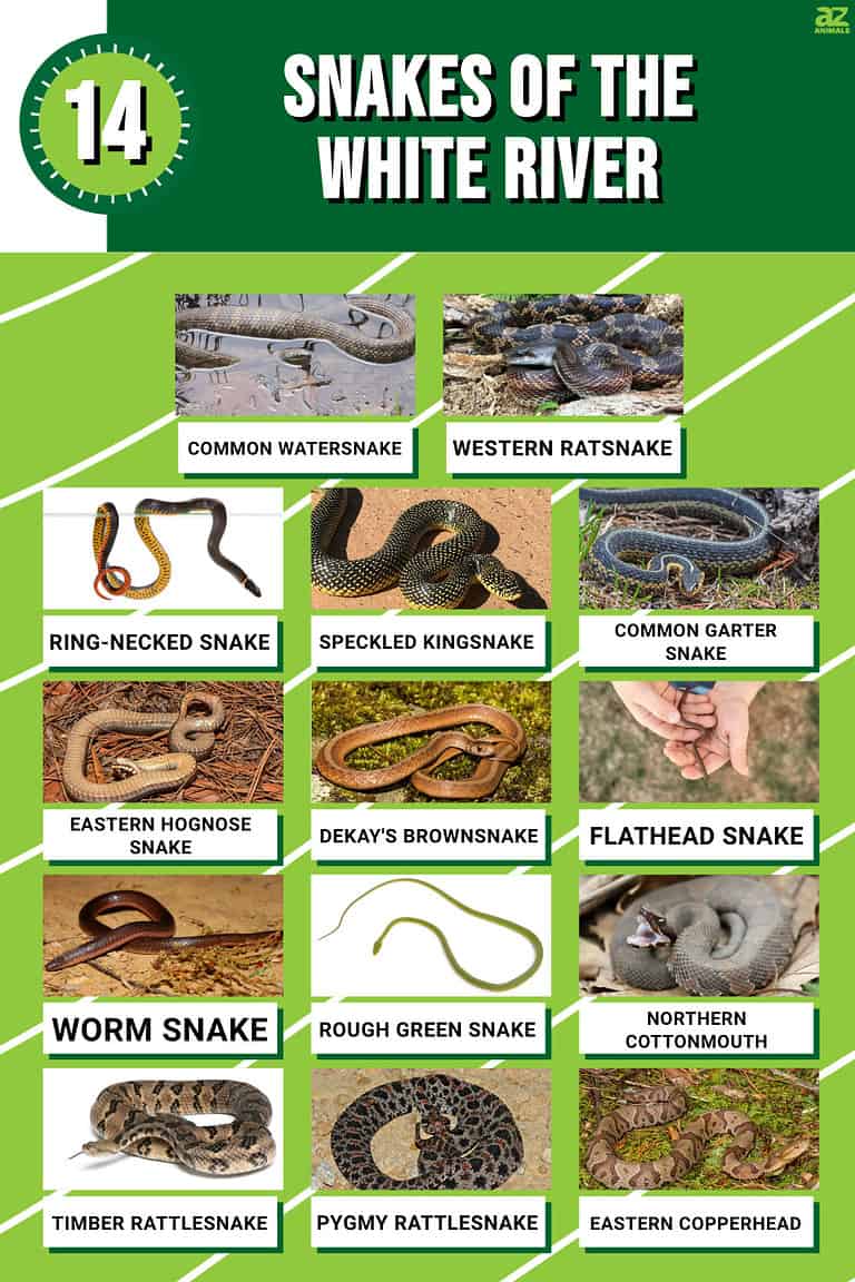 Meet the 14 Snakes of the White River - A-Z Animals