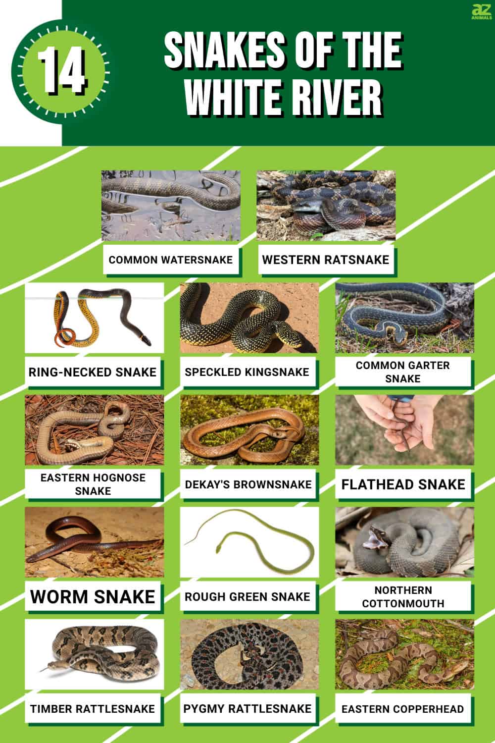 Meet the 14 Snakes of the White River - A-Z Animals