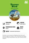 Terror Bird Animal Facts - A-Z Animals