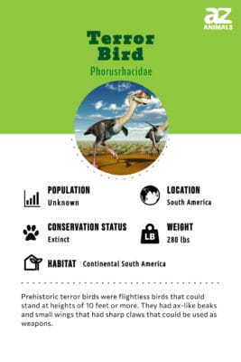 Terror Bird Animal Facts - Phorusrhacidae - A-Z Animals