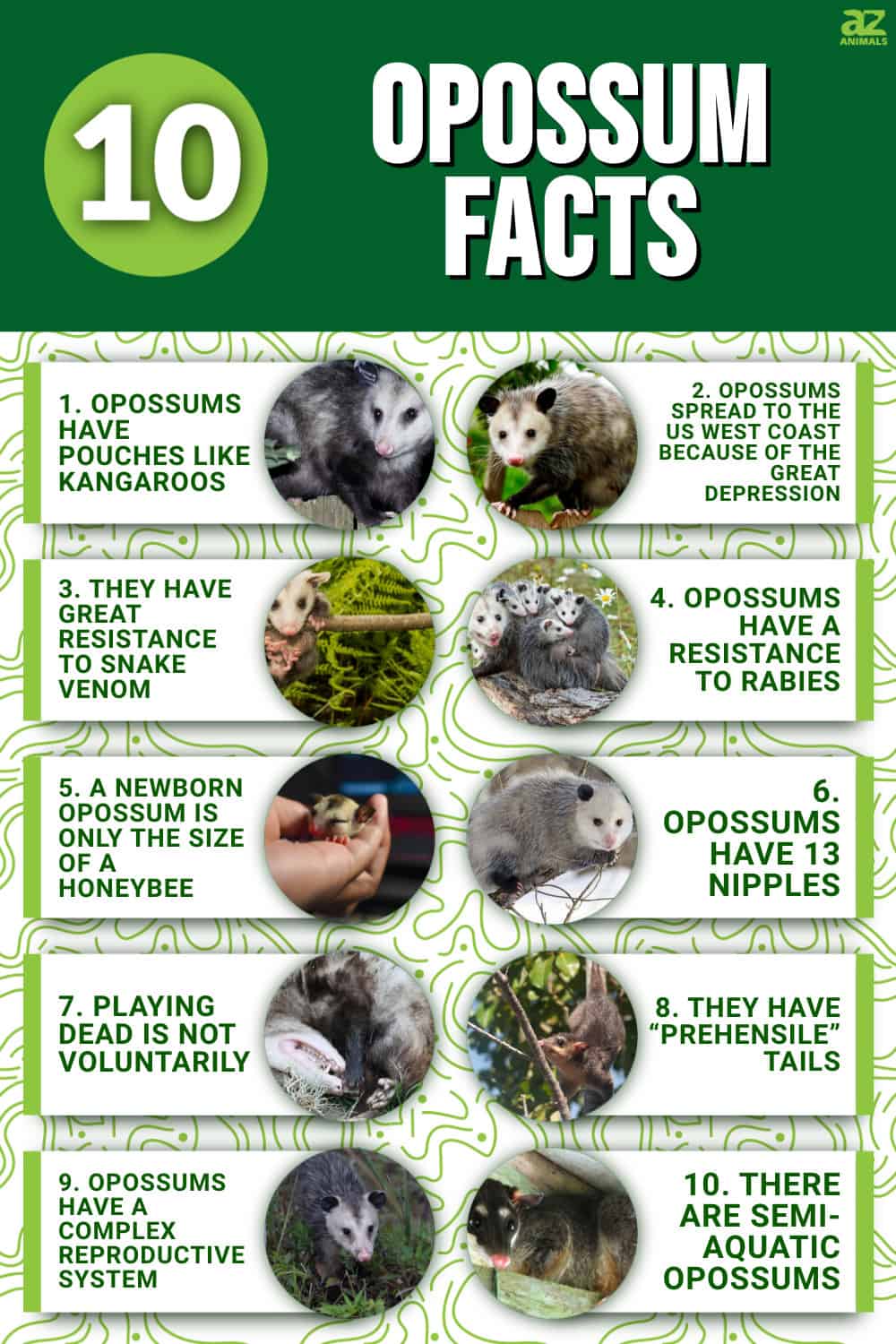 10 Fascinating Facts About Opossums - A-Z Animals