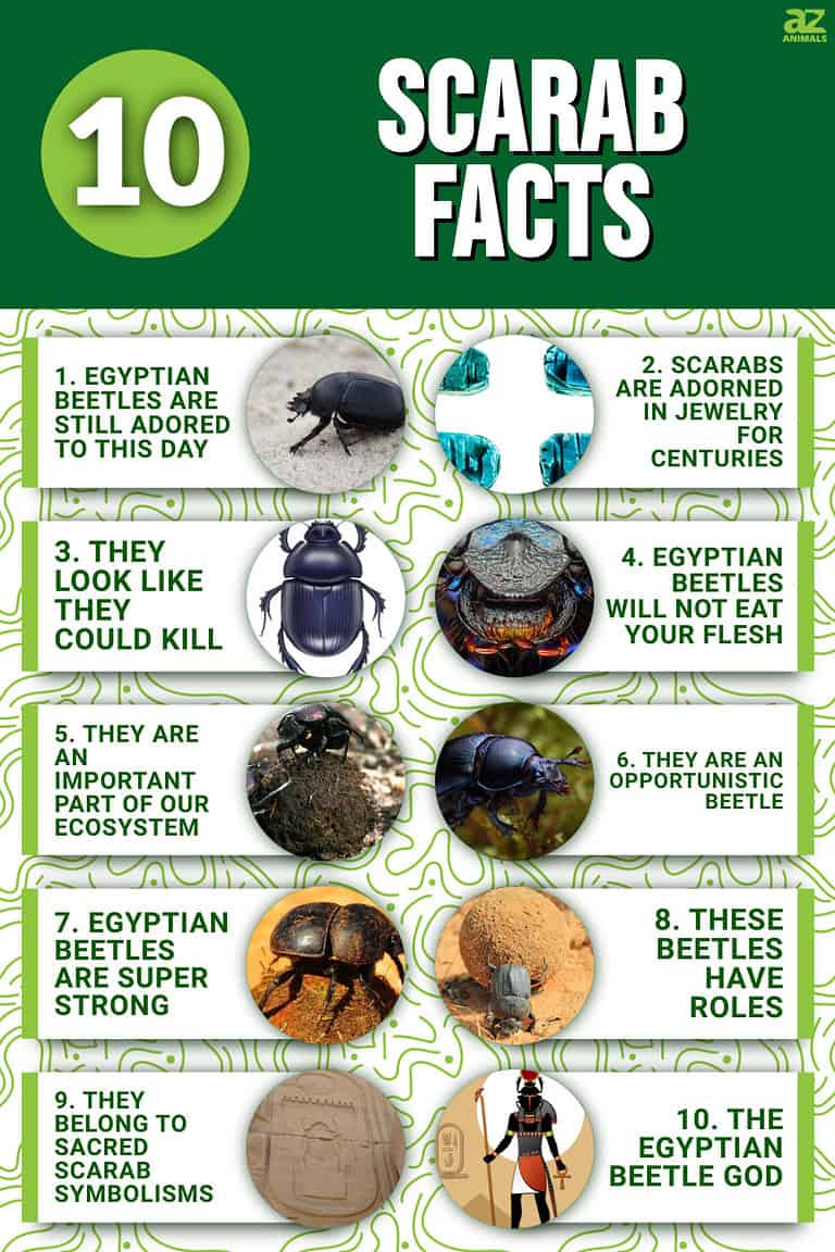 The Egyptian Beetle: 10 Scarab Facts That Will Surprise You - A-Z Animals