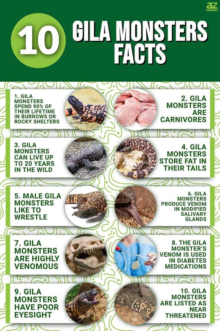10 Fascinating Facts About Gila Monsters - A-Z Animals