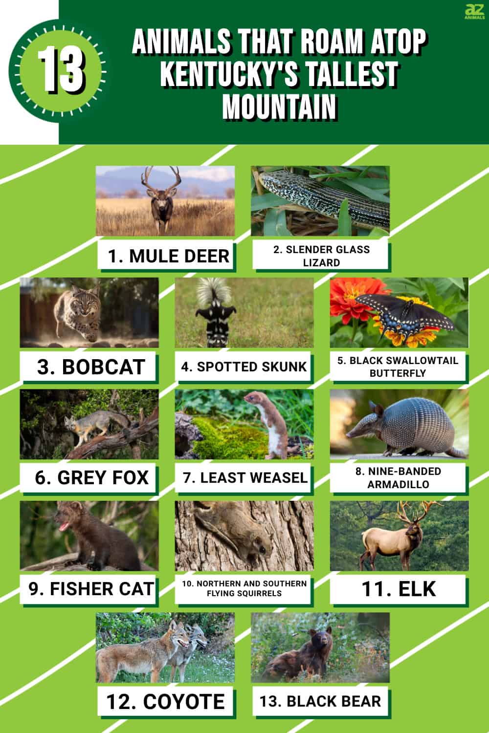 Discover 13 Animals That Roam Atop Kentucky's Tallest Mountain - A-Z ...