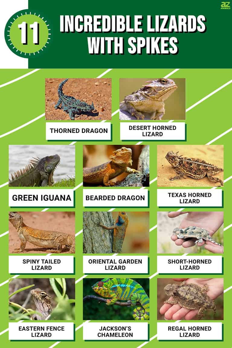 11 Incredible Lizards With Spikes - A-Z Animals