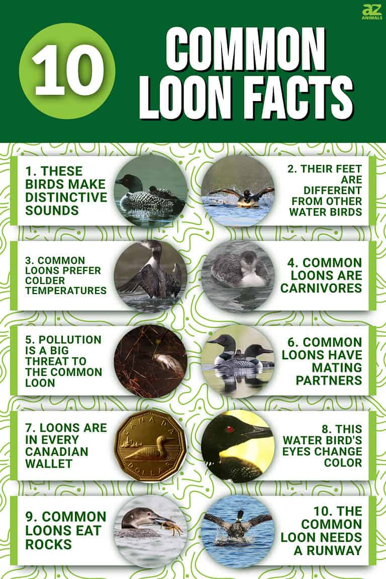 10 Fascinating Facts About Common Loons: From Unique Sounds to Color ...