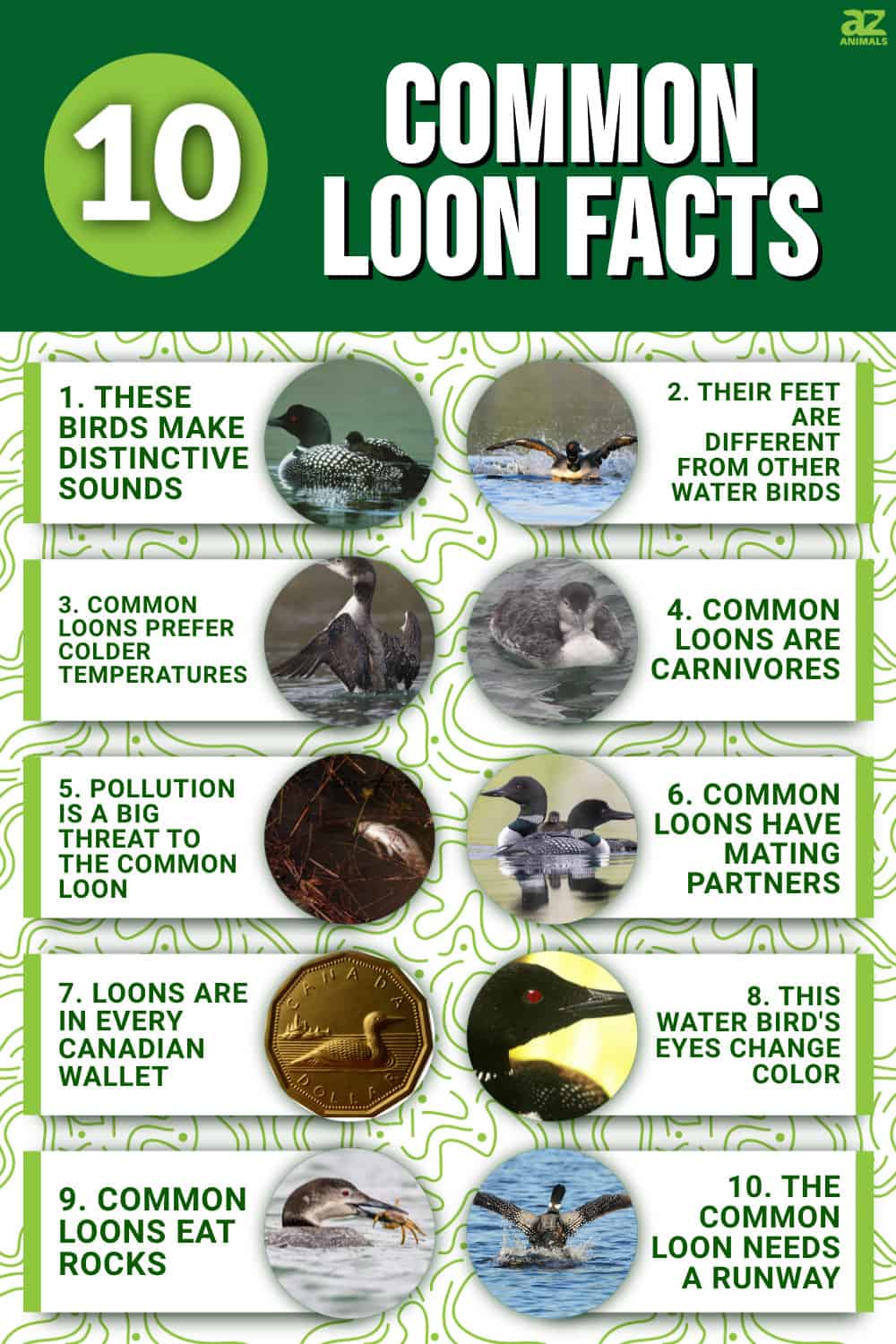 10 Fascinating Facts About Common Loons: From Unique Sounds to Color ...