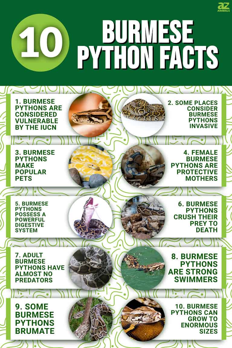 Understanding the Burmese Python: A Vulnerable Species with a Complex ...